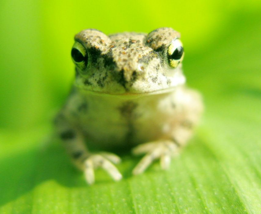 Frog in a Coffin - And Other Finnish Folk Magic | Finland Today | News ...